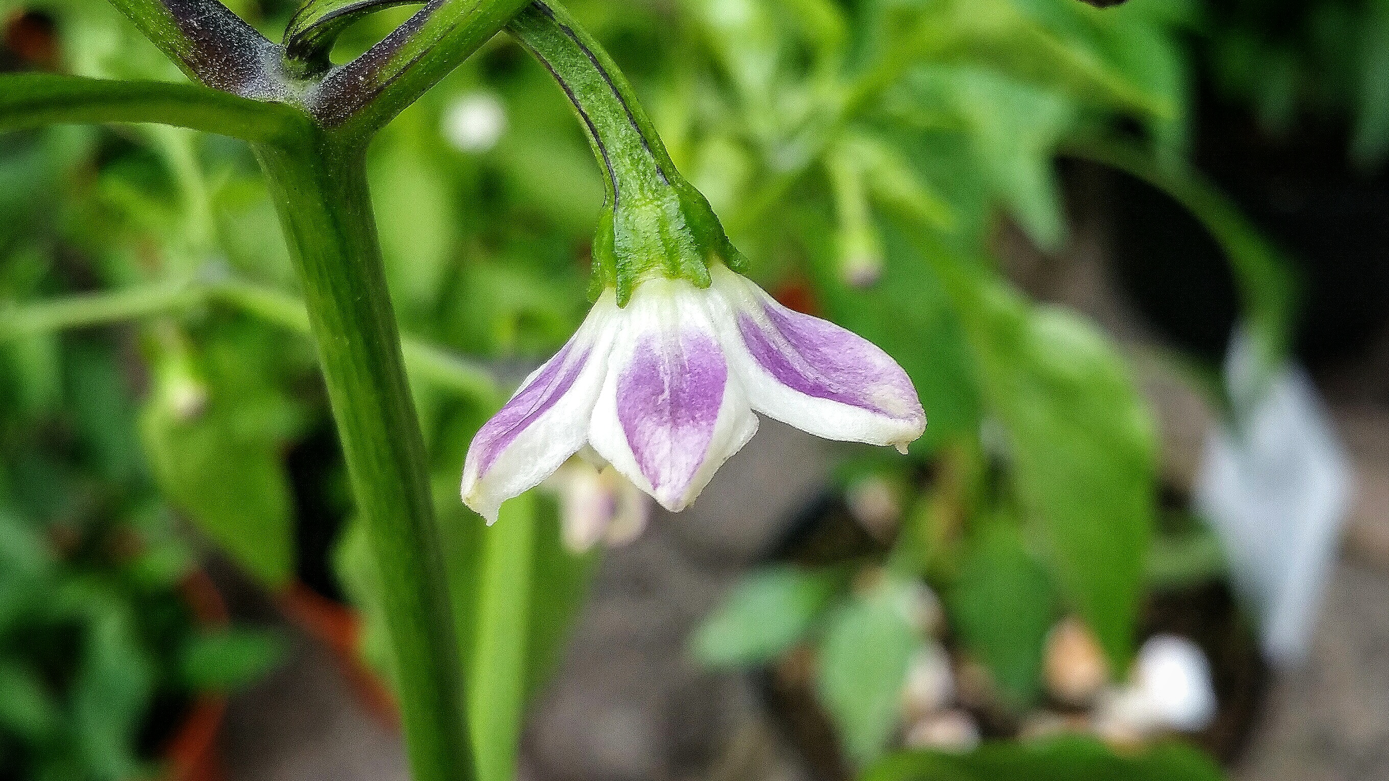Chilli Flower Gallery - The Chilli Diaries